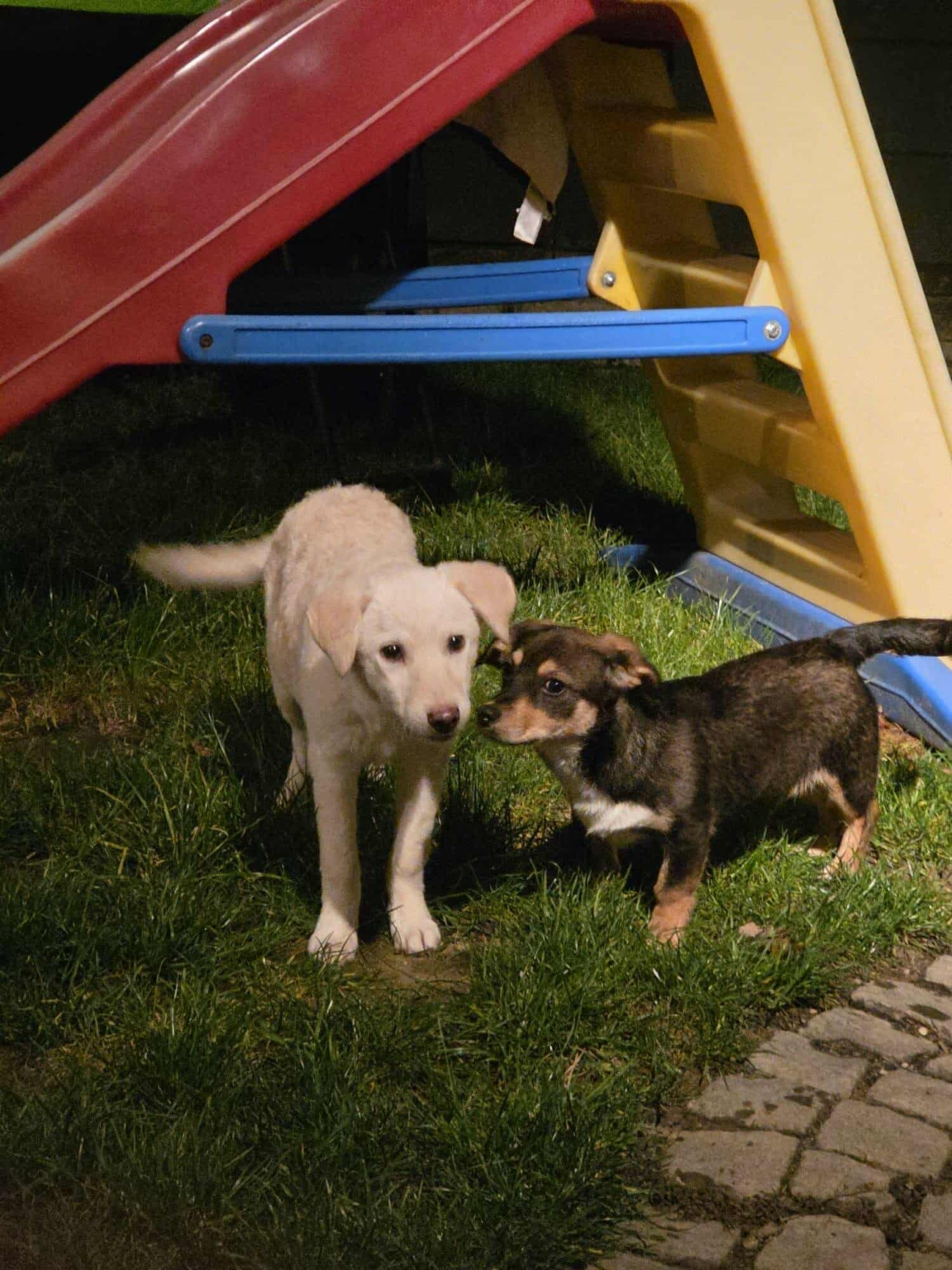 Emma – Hündin, unkastriert – geb. 06/ 2025 – 36 cm, 7,5 kg (wächst noch ...